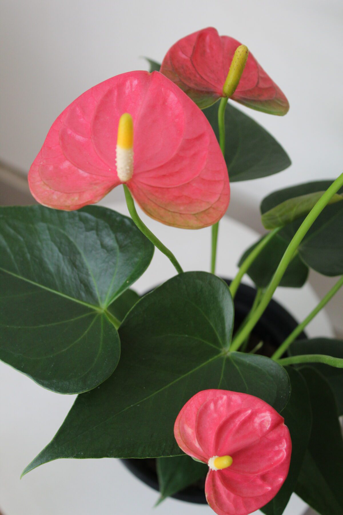 ANTURIOS – Lumiki | Macetas, plantas y más