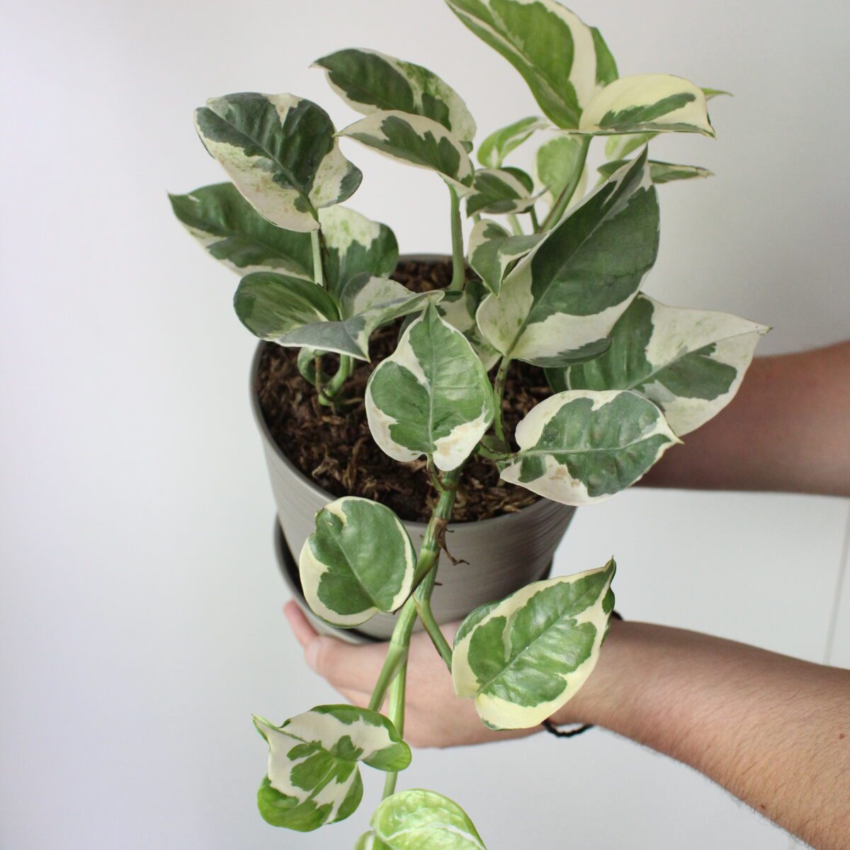 BOA NEON- EPIPREMNUM EN MAC ESFERA S - Lumiki | Macetas, plantas y más