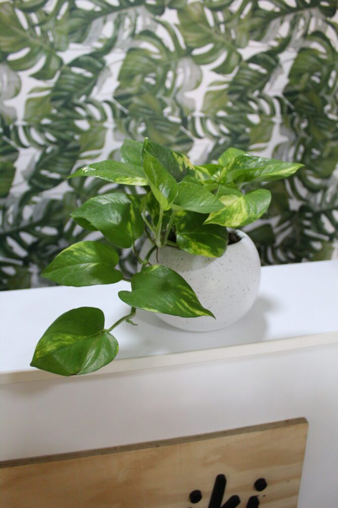 BOA POTUS GOLDEN EN MAC ESFERA S – Lumiki | Macetas, plantas y más
