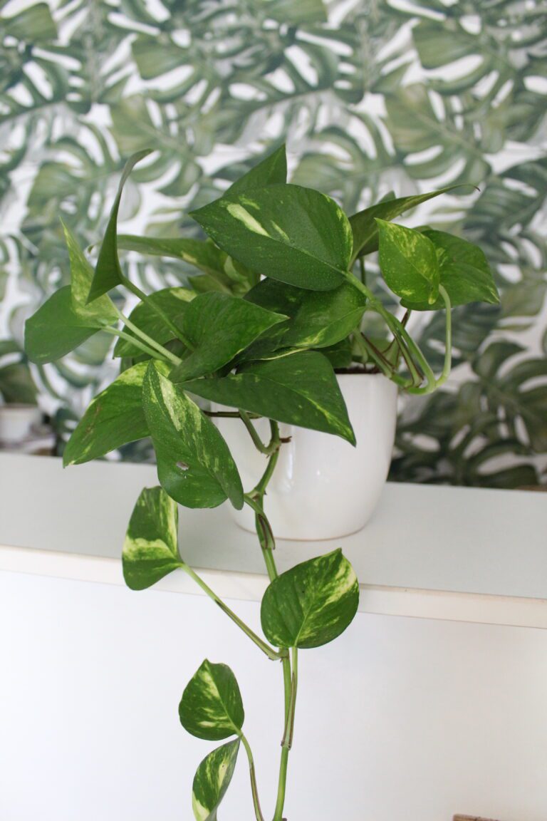 BOA POTUS GOLDEN + MAC LISA CER BLA – Lumiki | Macetas, plantas y más