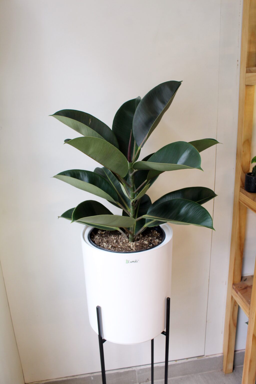 FICUS ELÁSTICA EN MAC CILINDRO FV – Lumiki | Macetas, plantas y más