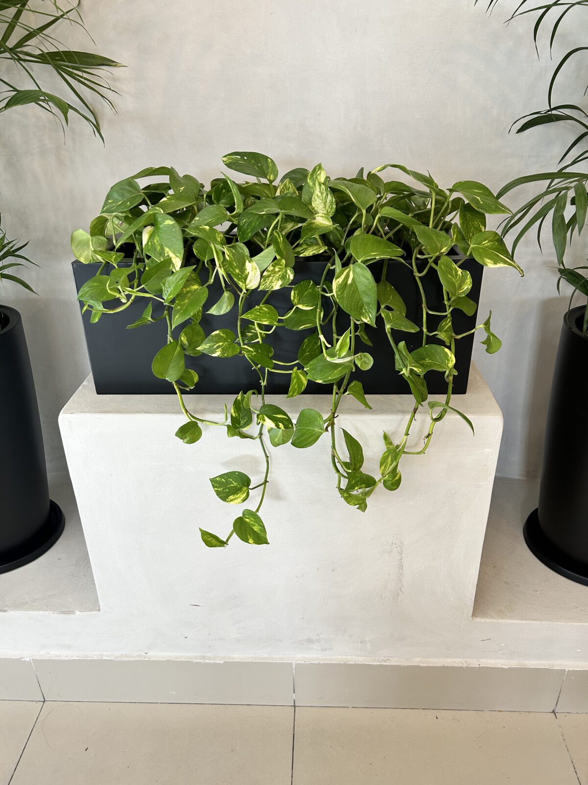 POTUS GOLDEN EN MAC RECTANGULAR – Lumiki | Macetas, plantas y más