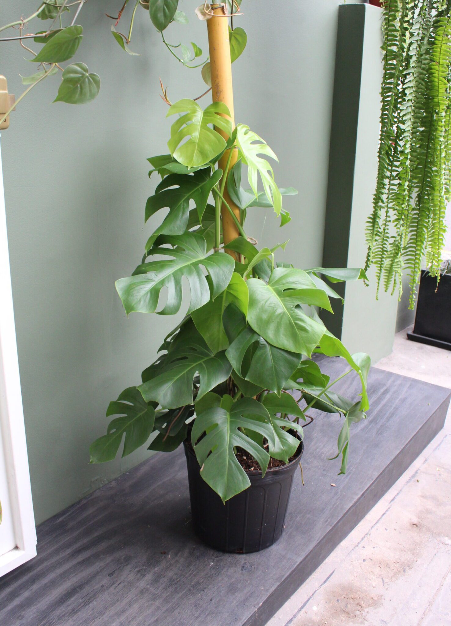 MONSTERA BORSI – Lumiki | Macetas, plantas y más