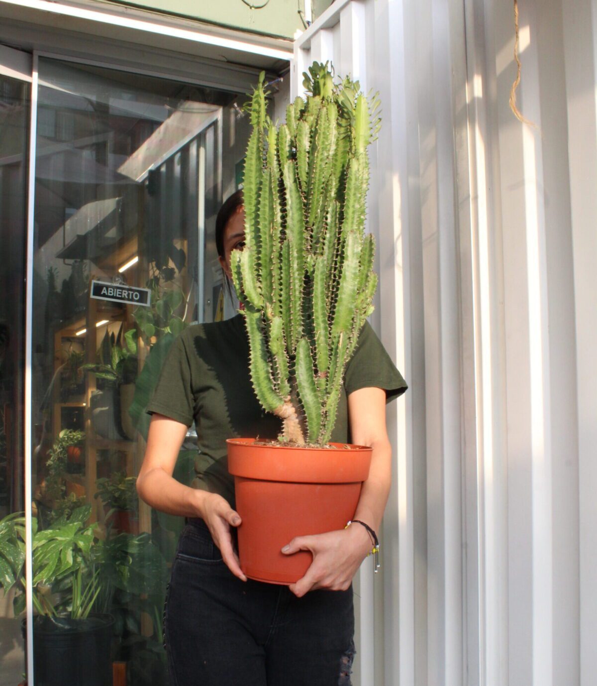 CACTUS CANDELABRO M. – Lumiki | Macetas, plantas y más