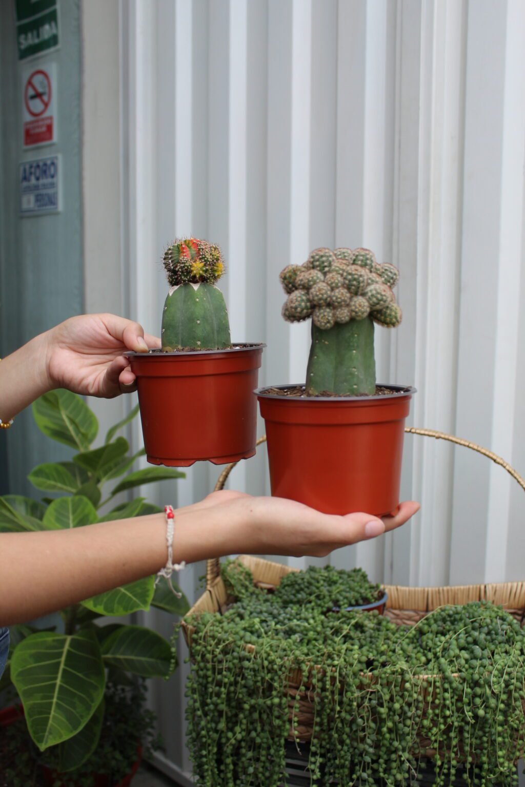 CACTUS INJERTO M1.3 – Lumiki | Macetas, plantas y más
